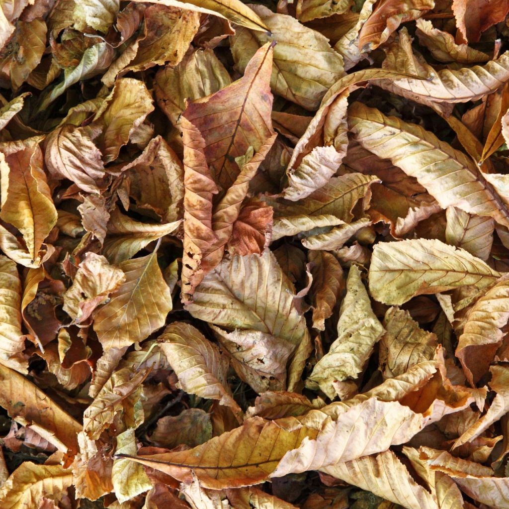 Home - NP Tree Management