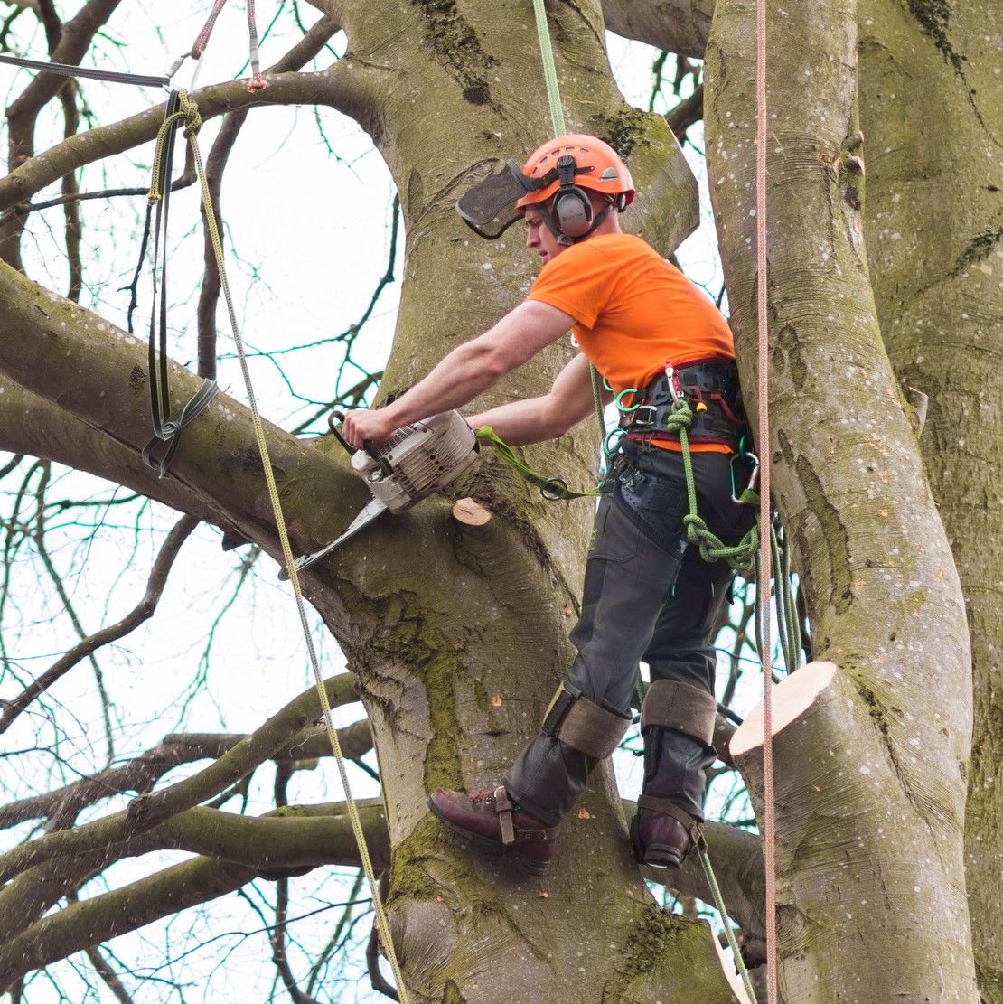 Home - NP Tree Management